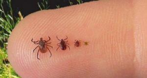 Grasmilben beim Hund erkennen & erfolgreich behandeln