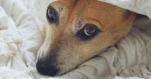 Hund hat Angst - Angstauslöser & Tipps zur Angstbewältigung